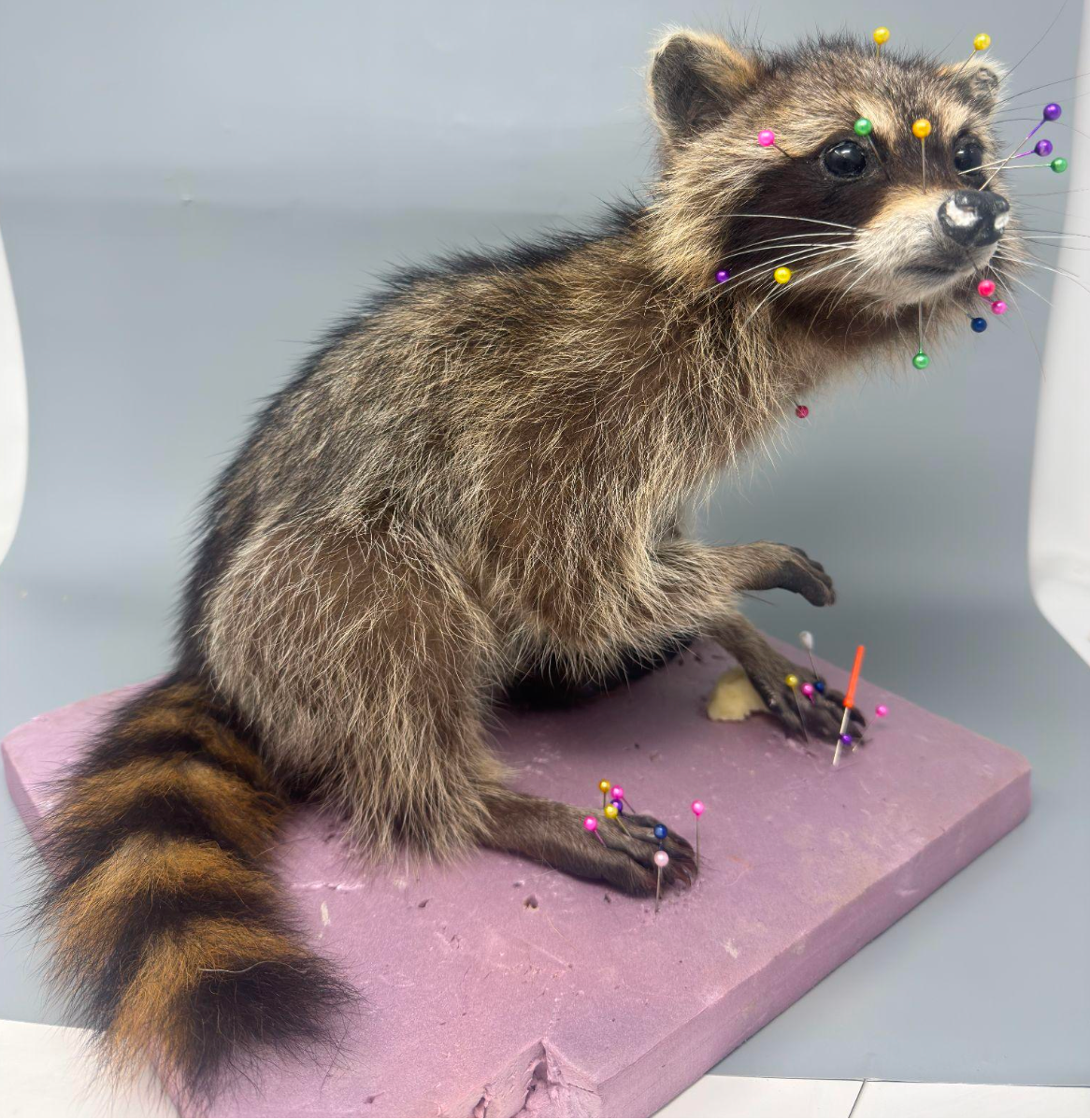 Pre-Recorded Course: Mammal Body Wrapping & Mounting